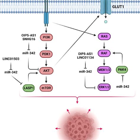Role Of MiR 342 During Tumor Progression By Regulation Of MAPK And