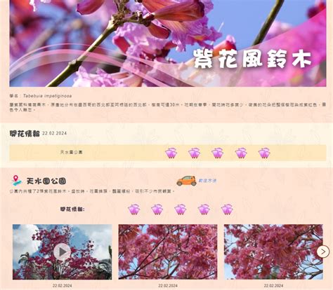 風鈴木賞花情報城門河第一海濱花園黃花風鈴木盛放 天水圍公園黃花紫花爭艷 12 25 20240223 熱點 即時新聞 明報新聞網