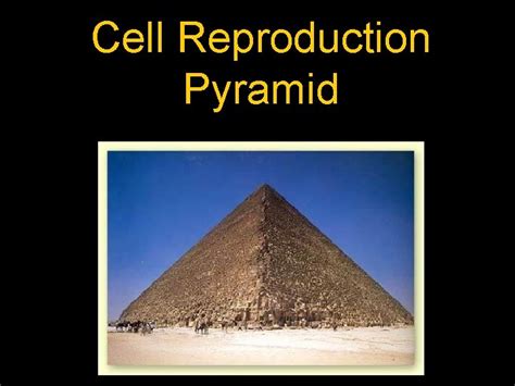Cell Reproduction Pyramid I Like Reproduction My Chromosome