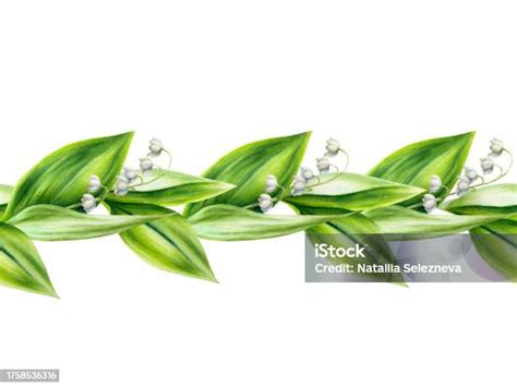 수채화 Seamless 테두리 와 꽃다발 와 백합 와 꽃 와 H White Background 봄 손으로 그린 그림입니다