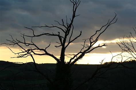 Puesta Del Sol Árbol Foto Gratis En Pixabay Pixabay