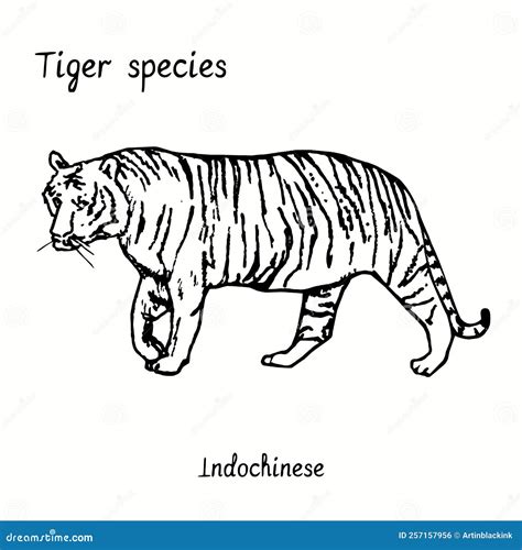 Tiger Species Collection Standing Side View Indochinese Ink Black