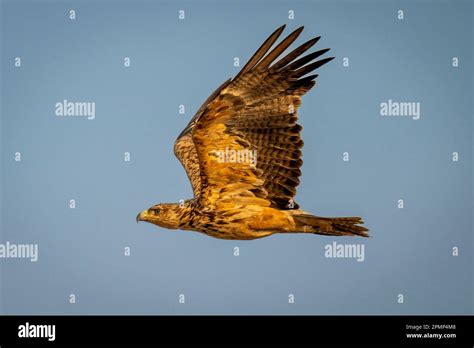 A Tawny Eagle Lifts Its Wings While Flying Through A Perfect Blue Sky