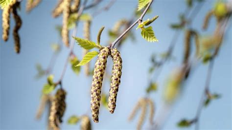 Plant Reproductive System Angiosperms Britannica