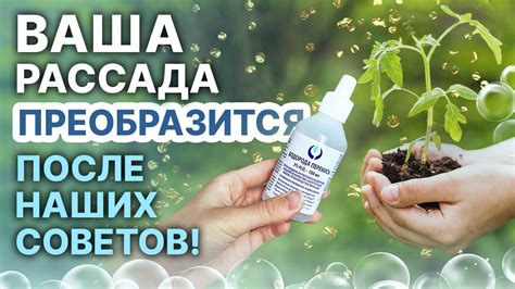 Как поливать и подкармливать рассаду перекисью водорода | Делаем сад ...