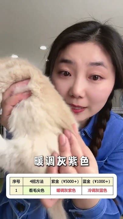 4招轻松区分紫金和蓝金拒绝当大冤种被骗钱紫金蓝金猫咪新手养猫新手选猫 Youtube