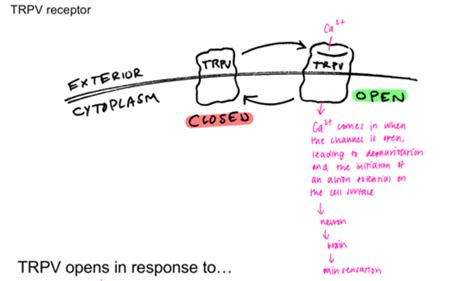Lecture 14 Plant Defense Flashcards Quizlet