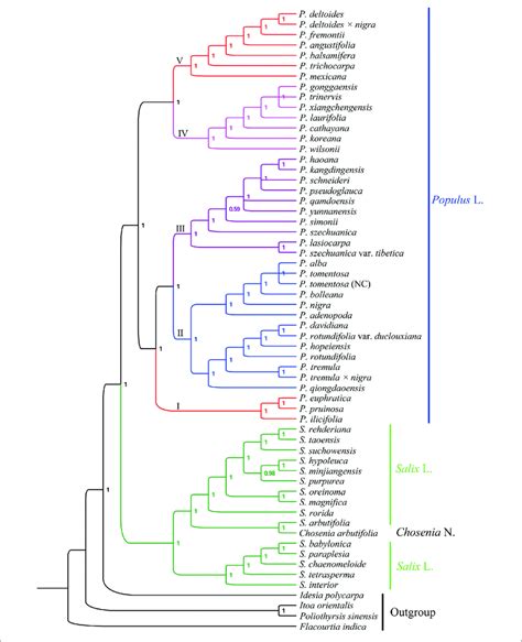 Phylogenetic Tree Reconstructions Of Populus Using Bayesian Inference