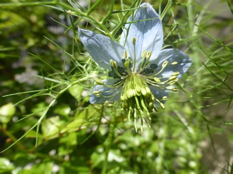 別種類のニゲラの花 わかくさ日記 楽天ブログ