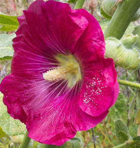 How To Grow Hollyhocks From Seeds West Coast Seeds