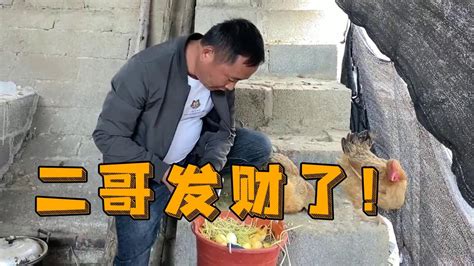 二哥农场的小鸡又出壳了这一次出了好多个乐乐直呼发财了柳州二哥 YouTube