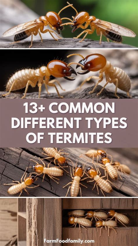 What Do The Different Stages Of Termites Look Like A Visual Guide