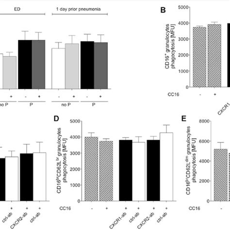 Cc16 Does Not Markedly Influence Phagocytosis In Isolated Pmnl A