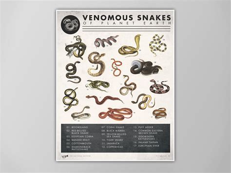 Snake Chart Print Venomous Snakes Poster Natural History Art
