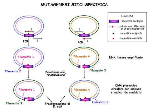 Ppt Pcr Reazione A Catena Della Polimerasi Powerpoint Presentation