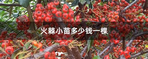 火棘小苗多少钱一棵 园林杂谈 长景园林网