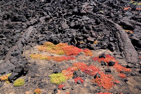 국립 공원 Lanzarote 카나리아 제도 스페인에 있는 용암 바위에 성장 하는 녹색과 붉은 즙이 많은 식물 0명에 대한 스톡
