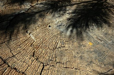 Premium Photo Cut Tree Closeup Background