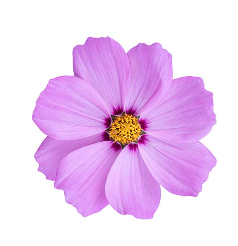 Cosmos Flower Isolated On A White Background 10870449 Png