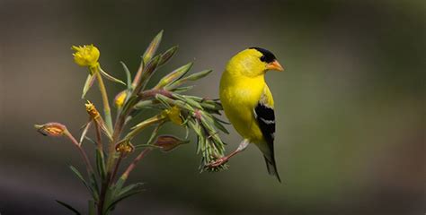 Winter Birds Eek Wi