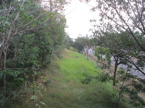 Grassy Field On Rubber Plantation Stock Image Image Of Rubber