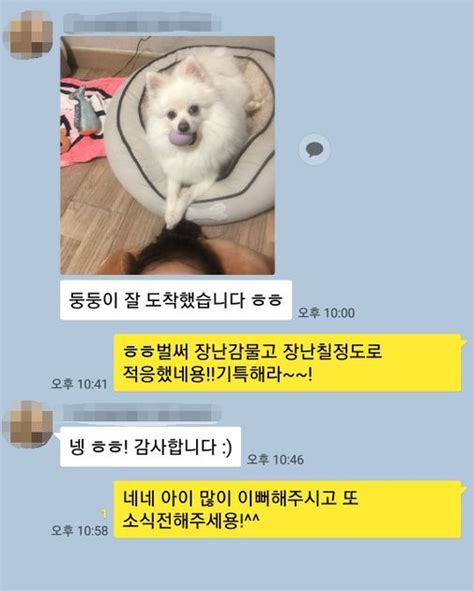 폼피츠 둥둥이♡ 강아지 책임분양 후기 입양사진과 실제후기 강아지고양이 무료입양 실제후기 아이조아보호소