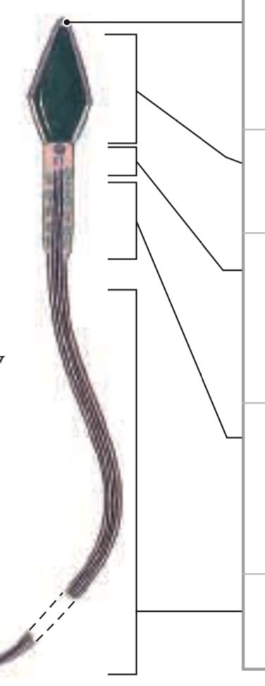 Mature Sperm Diagram Quizlet