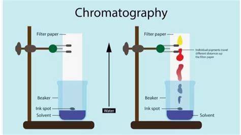Membrane Chromatography Market Forecast 2024 2030