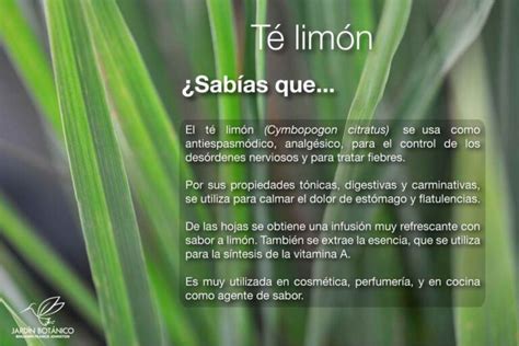 El Té De Hojas De Limón Y Sus Beneficios