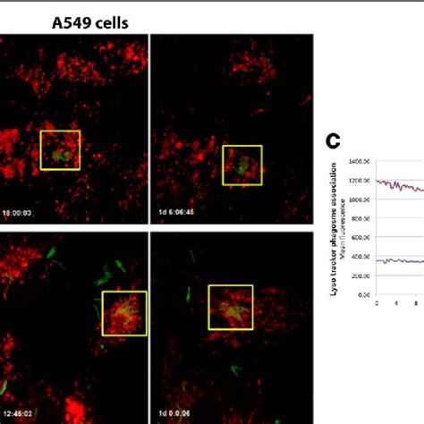 Live Cell Imaging Of Infected A549 Cells Pre Loaded With Lysotracker