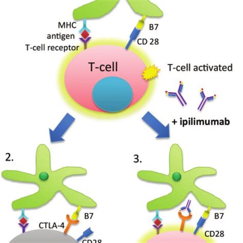 Illustration Shows The Mechanism Of Action Of T Cell Immune Checkpoint Download Scientific