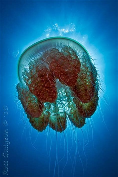 Images About Jellyfish On Pinterest The Jellies Deep Sea And