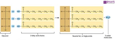 Triglyceride Diagram Labeled