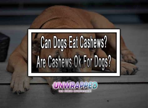Can Dogs Eat Cashews Are Cashews Ok For Dogs