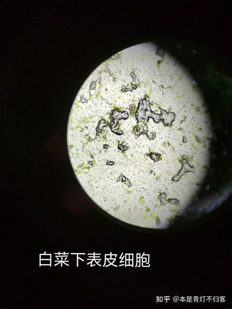植物细胞分裂与组织 知乎