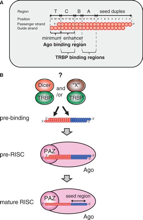 Presumed Subdomain Structure Of Sirna A And Possible Models For