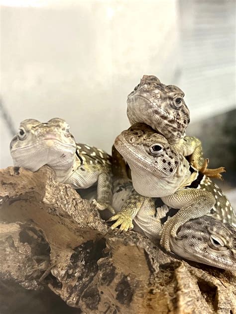 Eastern Collard Lizard For Sale Captive Bred Desert Collard Lizard