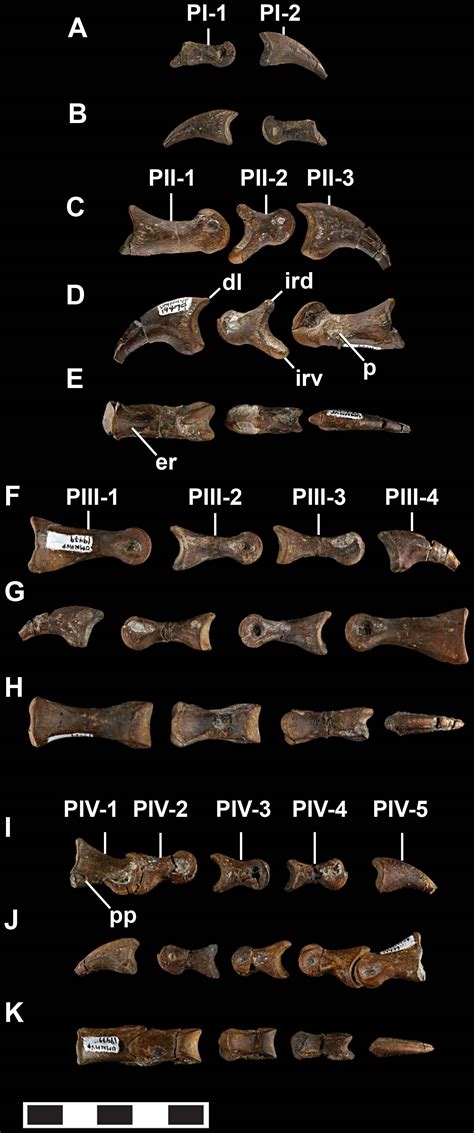 Identification Of Clawsunguals From The Hell Creeklance Formations