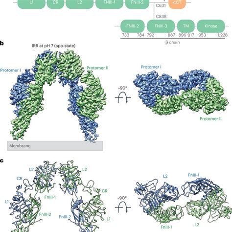 Overall Structure Of IRR At PH 7 A Domain Structures Of Human IRR The Download Scientific