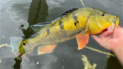 Peacock Bass Fishing South Florida Ponds Youtube