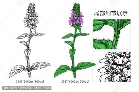 Huitu