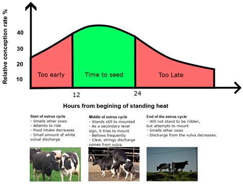 Estrus Detection And Dairy Cow Identification With Cascade Deep Learning For Augmented Reality