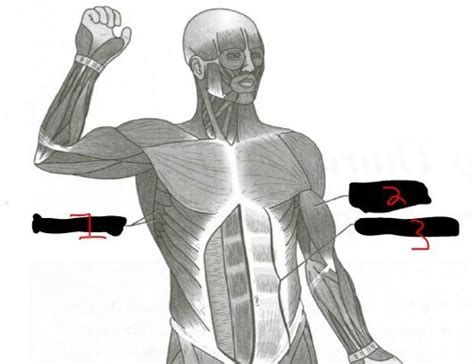 Lab Human Anatomy Flashcards Quizlet