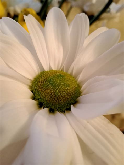 雏菊 花 植物 Pixabay上的免费照片 Pixabay