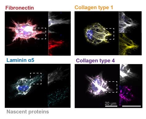 Penn Bioengineers Cells Control Their Own Fate By Manipulating Their
