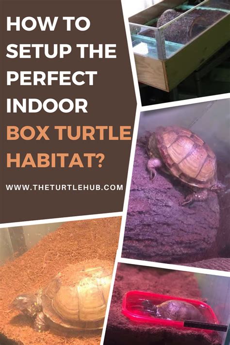 How To Setup The Perfect Indoor Box Turtle Habitat Artofit