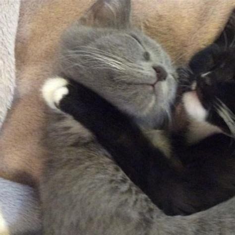 Pin By Dj On Tt Cat Profile Matching Cat Pfp Friends Cat Icon