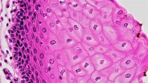 Types Of Epithelial Tissue Under A Microscope