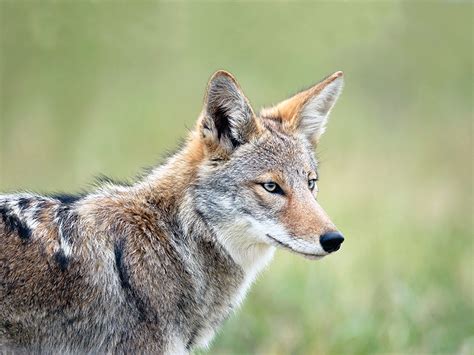 Coyotes Wildlifenyc