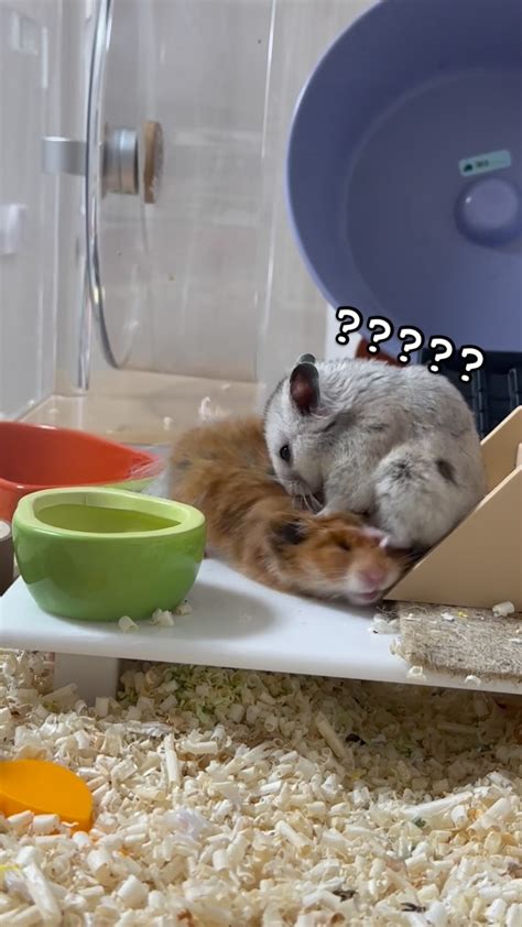쥐린이집🐹 해태야 거기 아니야 햄스터 골든햄스터 햄스터교배 햄스타그램 Hamster 햄스터맞팔 햄찌